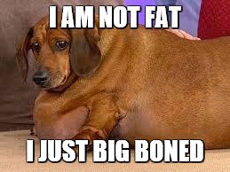 What You Need to Know to Help Your "Fat" Dog - The Animal Doctor Blog